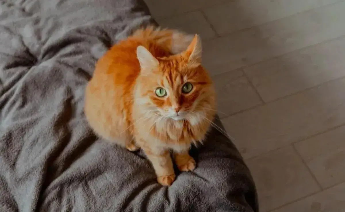 Gato que amasa pan: ¿lenguaje de amor o marcación de territorio? | Patas en Casa